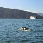 InterIslander Ferry - Picton to Wellington - Detailed Breakdown of the Experience
