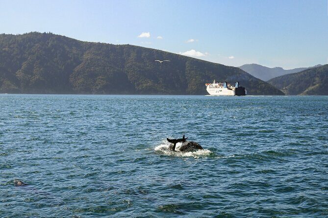 InterIslander Ferry - Picton to Wellington - Detailed Breakdown of the Experience