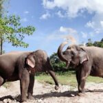 Inthanon Heaven Trail(Living Green Elephant Sanctuary) - What Makes This Tour Stand Out?