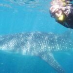 Intimate Eco-Friendly Whale Shark Encounter - Premium Service - Why Choose This Whale Shark Tour?