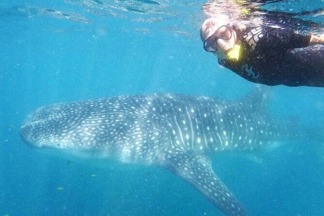 Intimate Eco-Friendly Whale Shark Encounter - Premium Service - Why Choose This Whale Shark Tour?