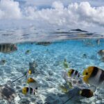 Introductory Dive in Bora Bora (afternoon) - Logistics and Practicalities