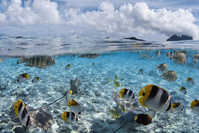 Introductory Dive in Bora Bora (afternoon) - Logistics and Practicalities