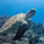 Introductory Diving Class in the Cozumel Reefs - Why This Experience Is a Great Choice