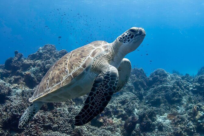 Introductory Diving Class in the Cozumel Reefs - Why This Experience Is a Great Choice