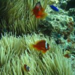 Introductory Scuba Dive experience - Whitetip Marine Adventures - The Value of a $226.13 Adventure