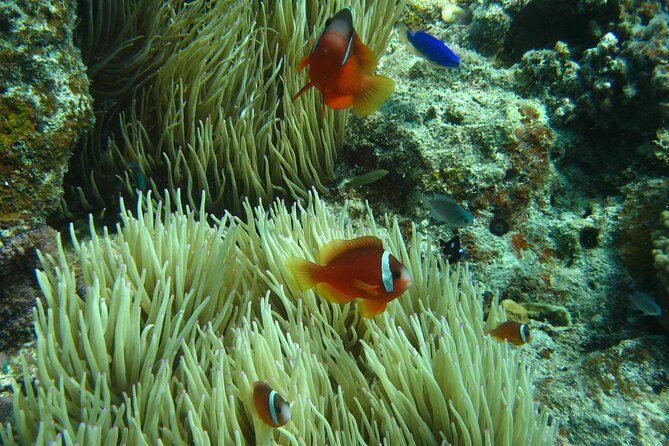 Introductory Scuba Dive experience - Whitetip Marine Adventures - The Value of a $226.13 Adventure