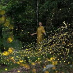 Iriomote Island Limited Time Yaeyama Firefly Viewing Tour - Who Will Love This Tour?