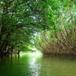 Ishigaki: Mangrove SUP or Canoe & Phantom Island Snorkeling - What to Expect from the Tour