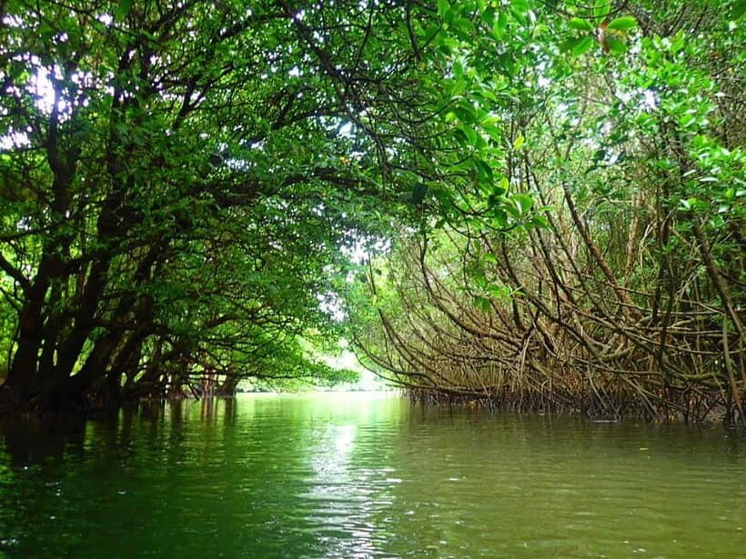 Ishigaki: Mangrove SUP or Canoe & Phantom Island Snorkeling - What to Expect from the Tour