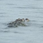 Isla Blanca wildlife expedition private bike & boat tour cancun mexico - Why This Tour Works for You