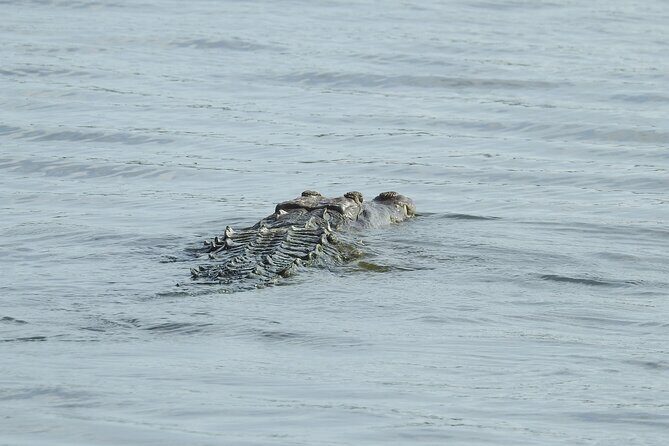 Isla Blanca wildlife expedition private bike & boat tour cancun mexico - Why This Tour Works for You