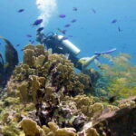 Isla Mujeres: 2-Tank Dive for Certified Divers - Who Should Consider This Tour?