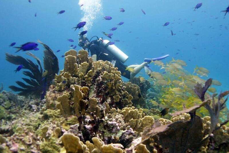 Isla Mujeres: 2-Tank Dive for Certified Divers - Who Should Consider This Tour?