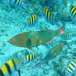 Isla Mujeres Basic Tour in Catamaran with Snorkel and Open Bar - What’s Included and What’s Not