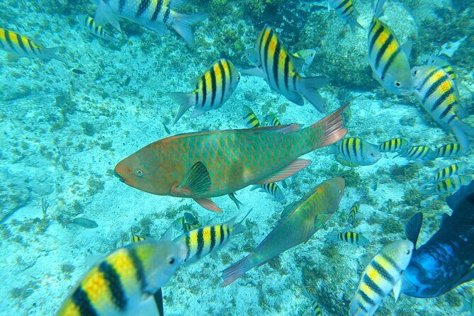 Isla Mujeres Basic Tour in Catamaran with Snorkel and Open Bar - What’s Included and What’s Not