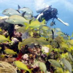 Isla Mujeres: PADI Open Water Diver Course - Learning Experience & Course Content