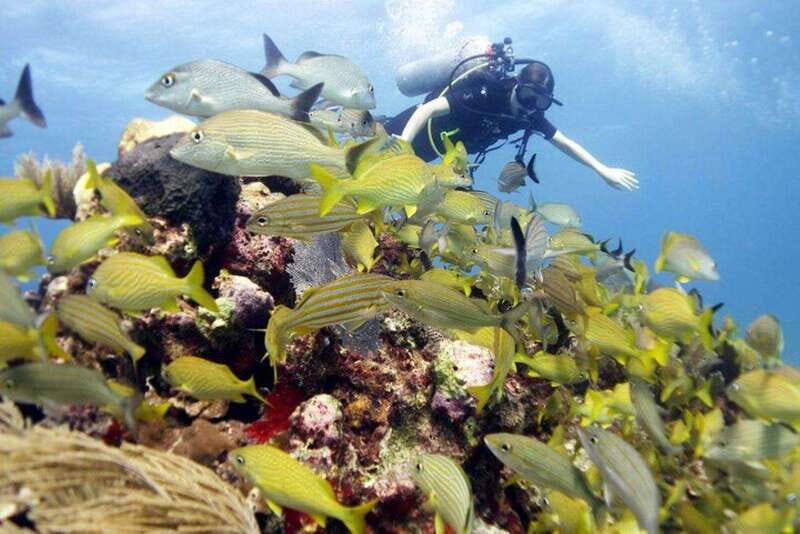 Isla Mujeres: PADI Open Water Diver Course - Learning Experience & Course Content