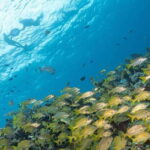Isla Mujeres: Snorkel Tour at Musa and Manchones Reef - Key Points