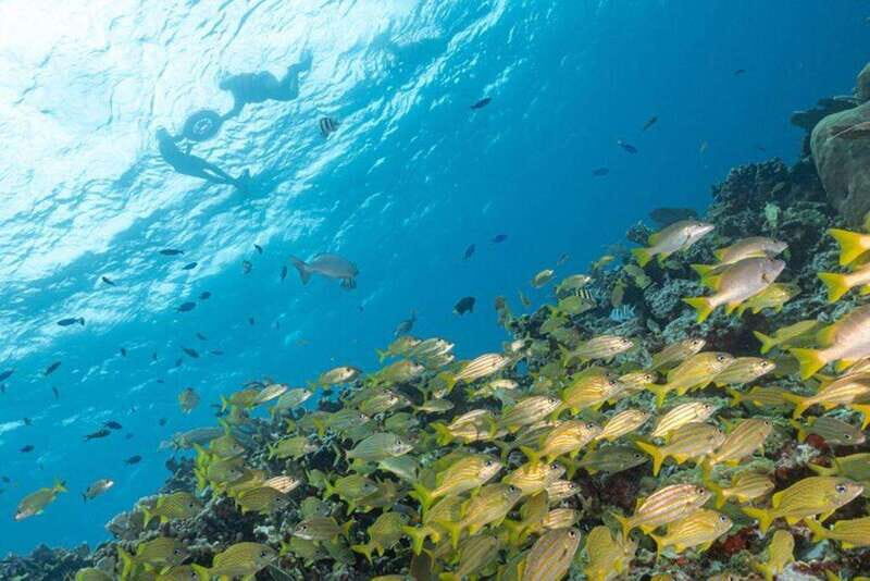 Isla Mujeres: Snorkel Tour at Musa and Manchones Reef - Key Points