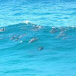 Island Pub Crawl with Lunch and High Speed Boat Tour in Brisbane - Practical Tips and Considerations