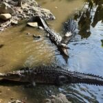 Ixtapa Island Tour - What Travelers Love and What They Mention Less Fondly