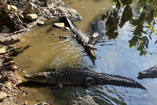 Ixtapa Island Tour - What Travelers Love and What They Mention Less Fondly