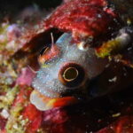 Ixtapa: Nighttime Underwater Exploration at Piedra Solitaria - Itinerary Breakdown: What to Expect