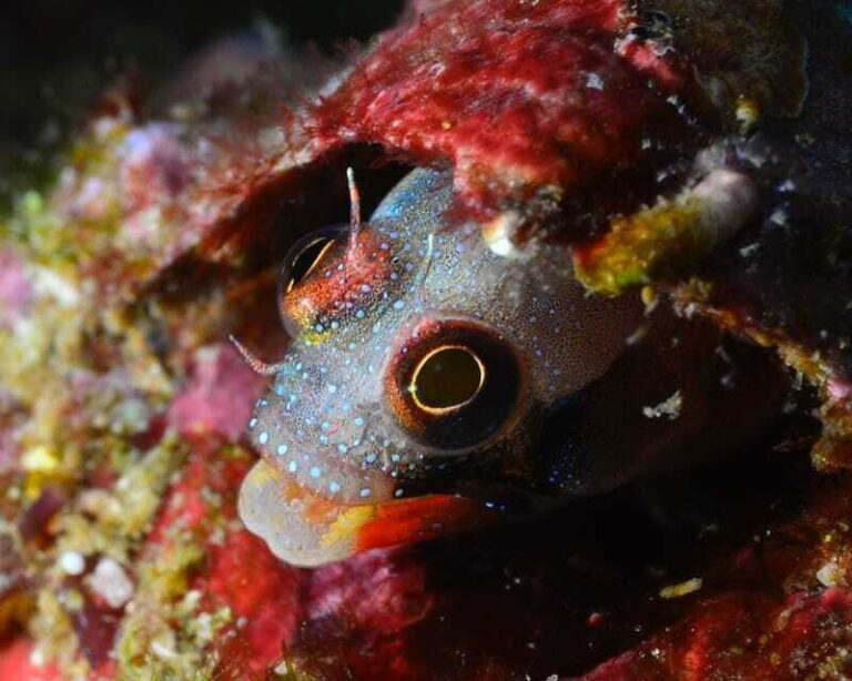 Ixtapa: Nighttime Underwater Exploration at Piedra Solitaria - Itinerary Breakdown: What to Expect