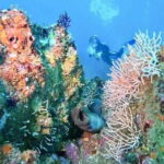 Ixtapa: Scuba Diver Course - A Detailed Look at the Itinerary