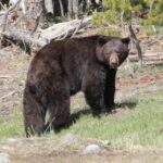 Jackson Hole 2-Day Private Safari: Yellowstone Loops Tour - Who Should Consider This Tour?