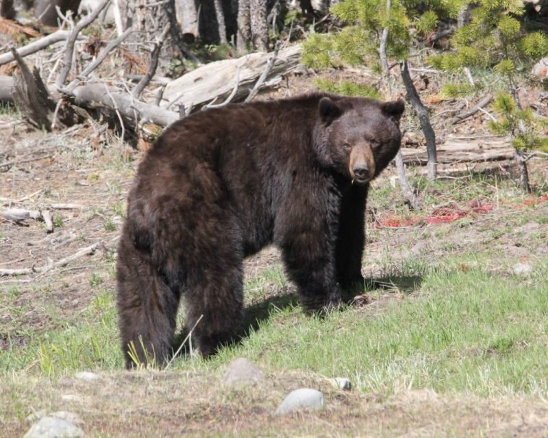 Jackson Hole 2-Day Private Safari: Yellowstone Loops Tour - Who Should Consider This Tour?