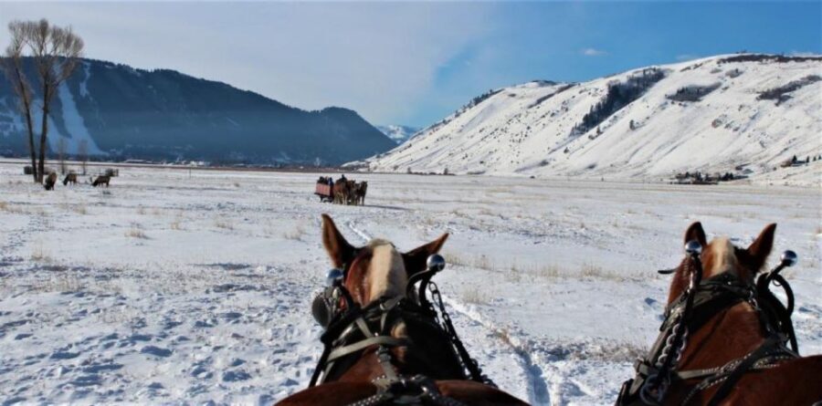 Jackson Hole: National Elk Refuge Sleigh Ride - The Wildlife and Scenery Highlights