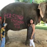 Jaipur: Elephant Interaction Tour - Why This Tour Works Well