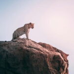 Jaipur: Jhalana Amagarh Leopard Reserve 4×4 Jeep Safari - A Genuine Look at the Jhalana Leopard Safari