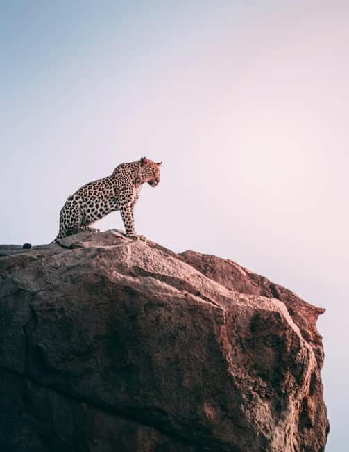 Jaipur: Jhalana Amagarh Leopard Reserve 4×4 Jeep Safari - A Genuine Look at the Jhalana Leopard Safari
