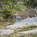 Jaipur: Jhalana Amagarh Leopard Safari Park Guided Tour - Value for Money: What Are You Really Paying For?