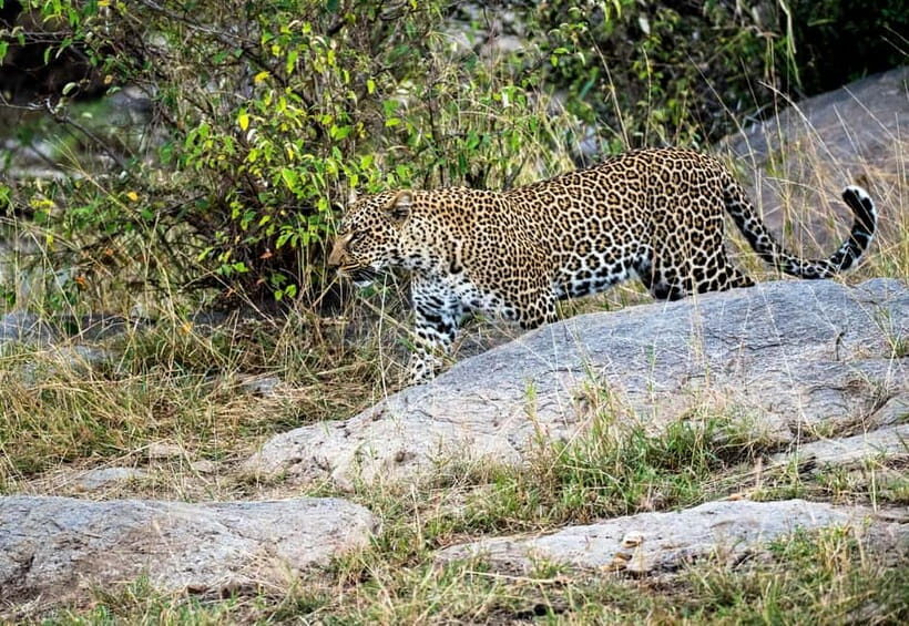 Jaipur: Jhalana Amagarh Leopard Safari Park Guided Tour - Value for Money: What Are You Really Paying For?