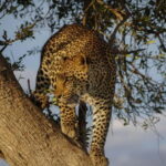Jaipur: Jhalana leopard safari tour with hotel pickup & drop - The Limitations and Considerations