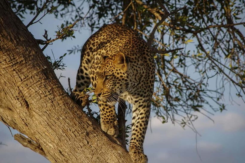 Jaipur: Jhalana leopard safari tour with hotel pickup & drop - The Limitations and Considerations