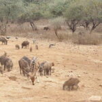 Jaipur: Ranthambore National Park- 4 hour Jeep or Canter Safari - The Experience: Pros and Cons