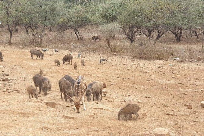 Jaipur: Ranthambore National Park- 4 hour Jeep or Canter Safari - The Experience: Pros and Cons