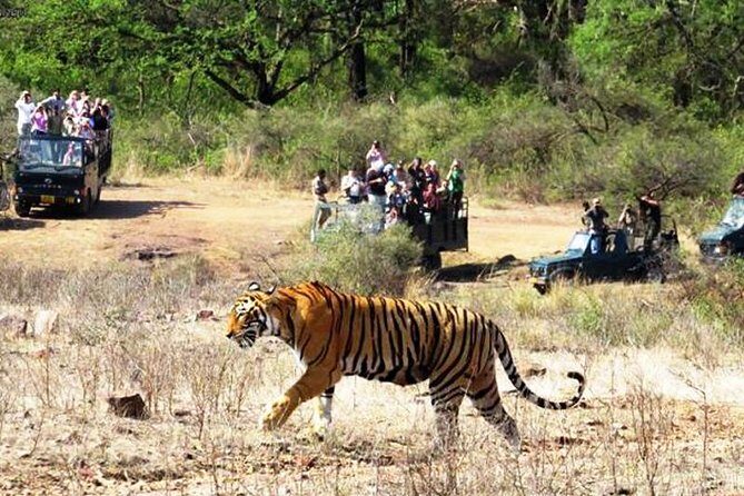 Jaipur Ranthambore Same Day Tour (Ask us on Email before booking) - Detailed Breakdown of the Itinerary