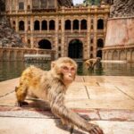 Jaipur sightseeing tour with monkey temple (Galta ji temple) - The Experience of a Day with Jaipur Tour Taxi Cab