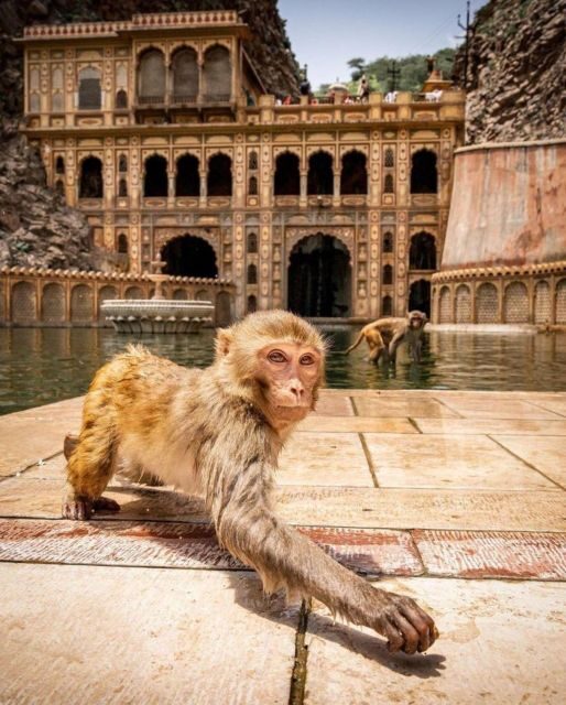 Jaipur sightseeing tour with monkey temple (Galta ji temple) - The Experience of a Day with Jaipur Tour Taxi Cab