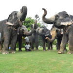 Jaipur: Sightseeing+Walking +Food + Elephant Activities Tour - Food and Local Culture: More Than Just Sightseeing