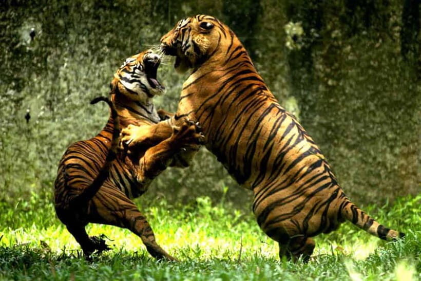 Jaipur to Ranthambore National Park Wildlife Safari - Why This Tour Offers Good Value