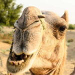 Jaisalmer: Village Tour with Camel Ride and Farm Experience - The Sum Up