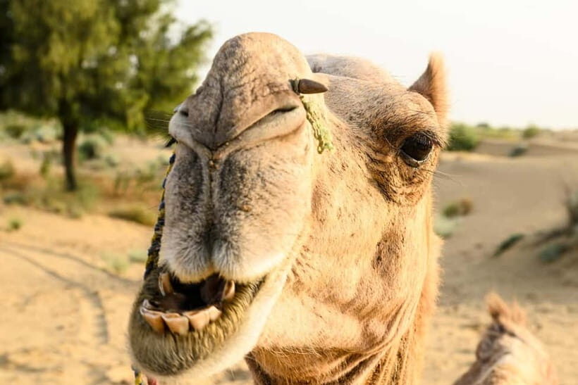Jaisalmer: Village Tour with Camel Ride and Farm Experience - The Sum Up