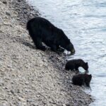 Jasper Evening Wildlife Tour - Value and Price